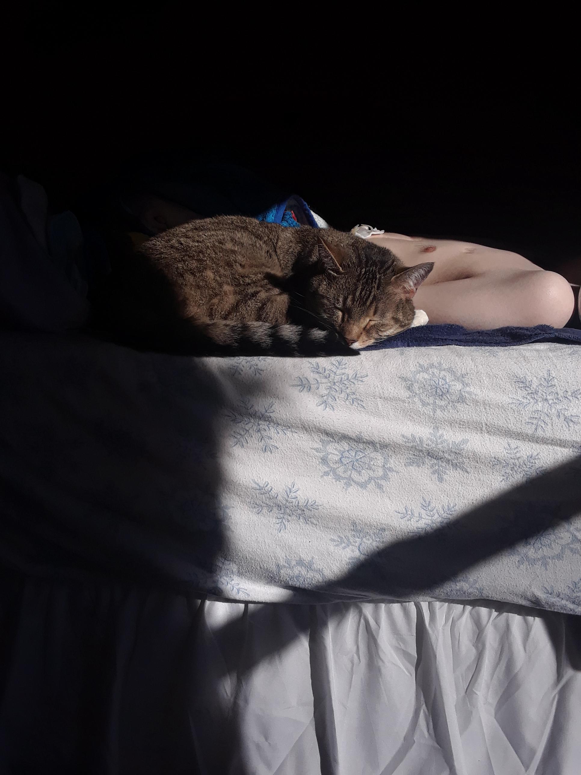 The pals napping in the sun. | Scrolller