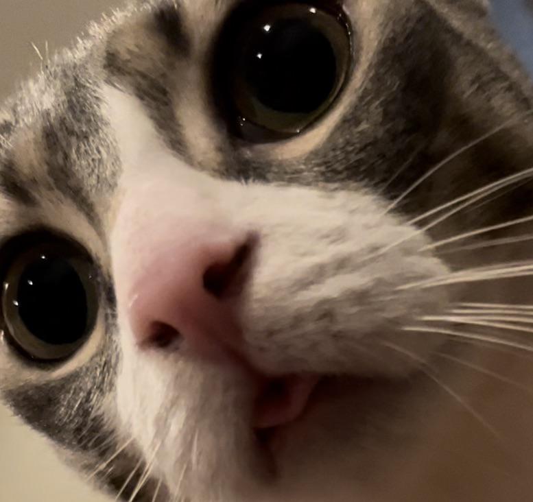 my petsitting client has a case of the blep | Scrolller