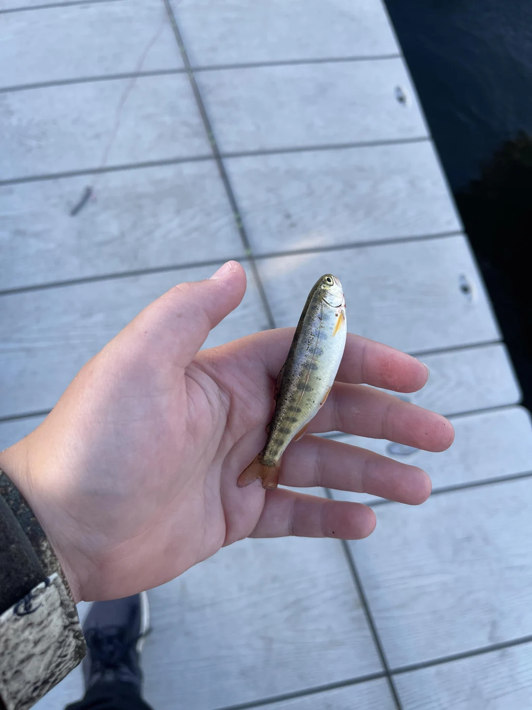 Smol Fish | Scrolller