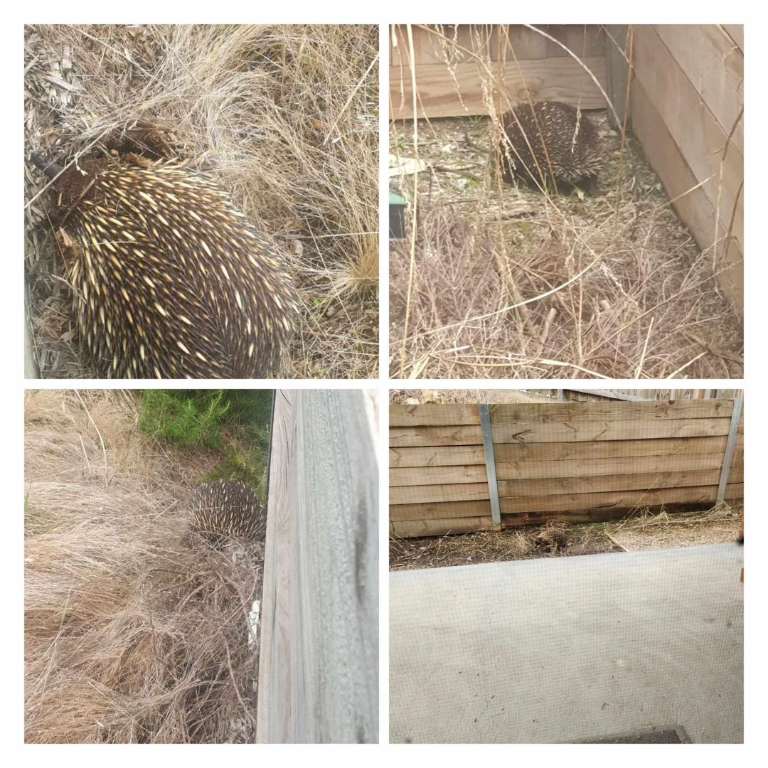 Echidna strolled into our suburban backyard | Scrolller