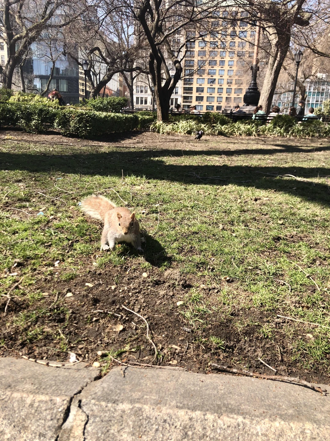 Friendly Park Squirrel | Scrolller