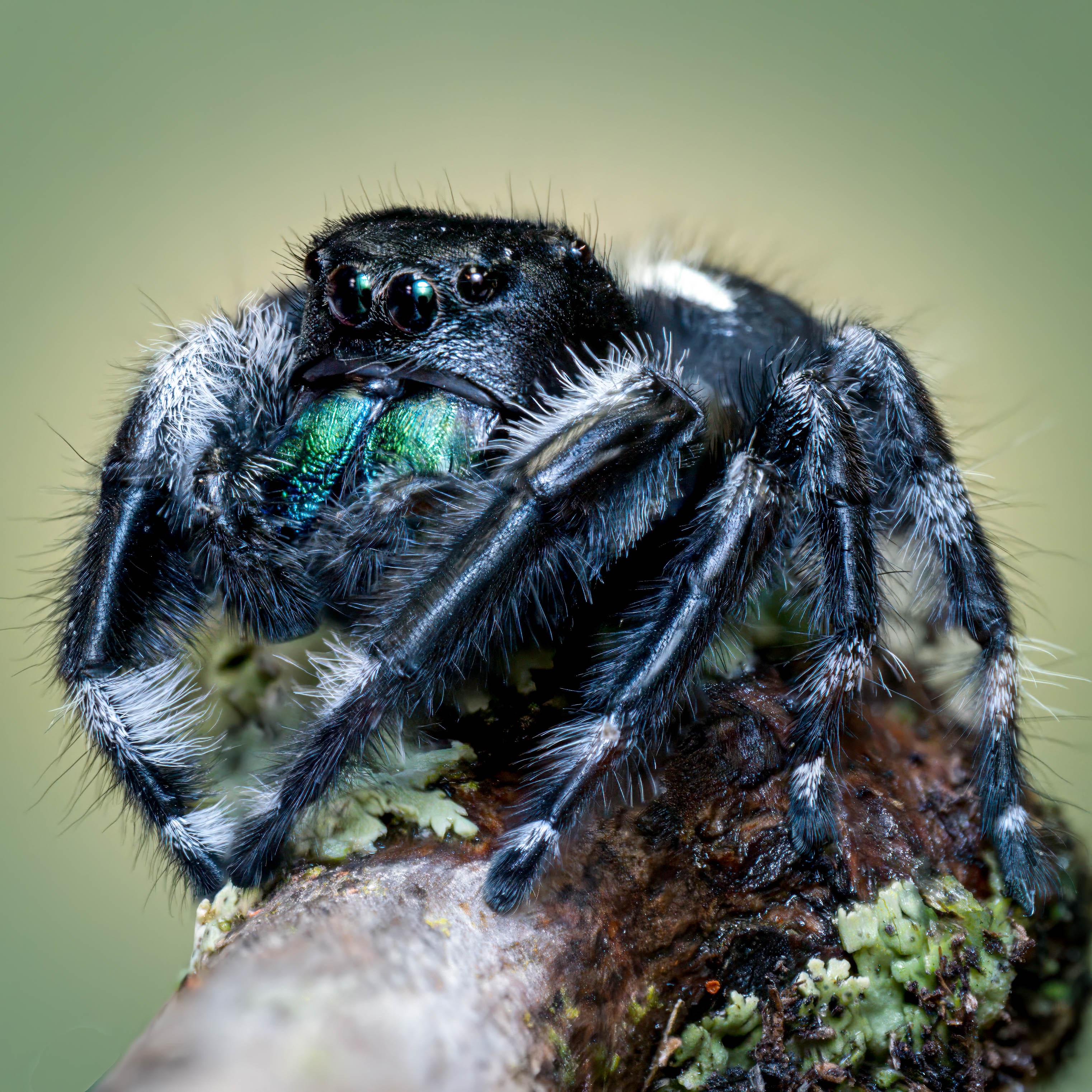Bold Jumping Spider | Scrolller