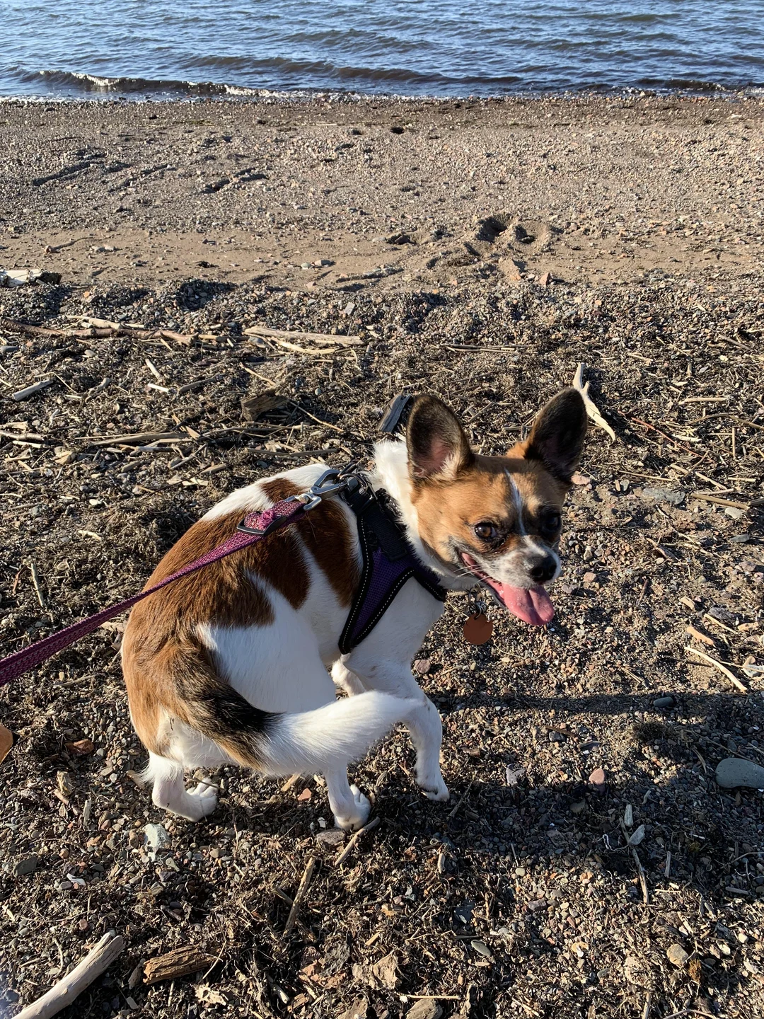 Discover more like WhatsWrongWithYourDog: Bob Barker enjoyed the beach a little too much! and ...
