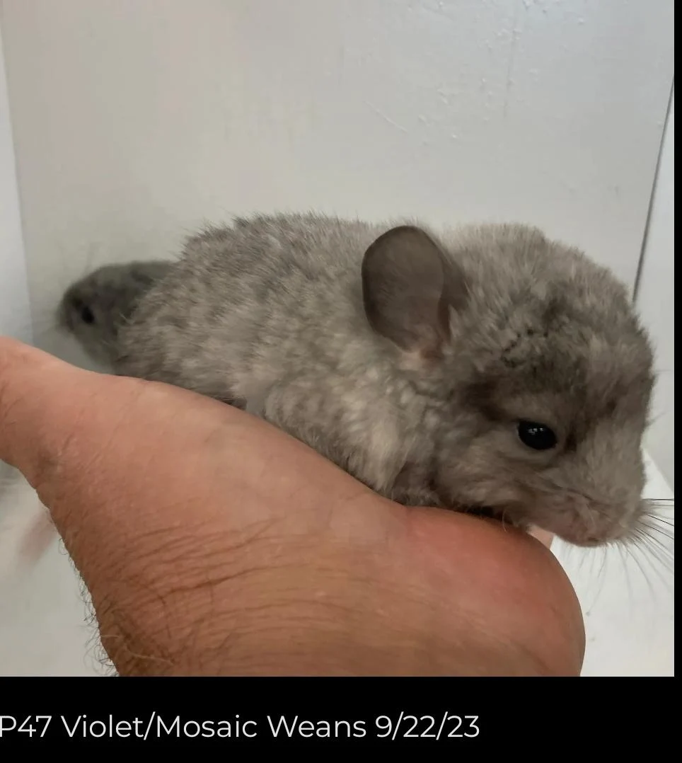 Name my chinchilla after books | Scrolller
