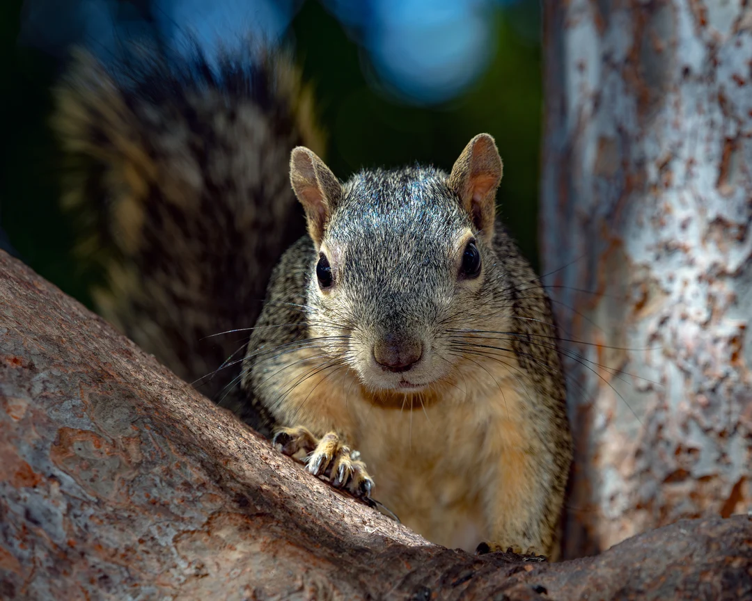 Light and Shadow Squirrel | Scrolller
