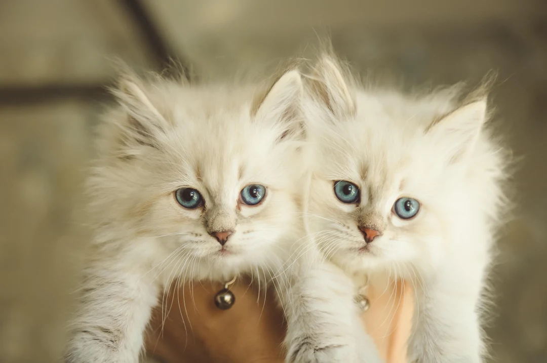 Kitty Sibling Love ️ | Scrolller