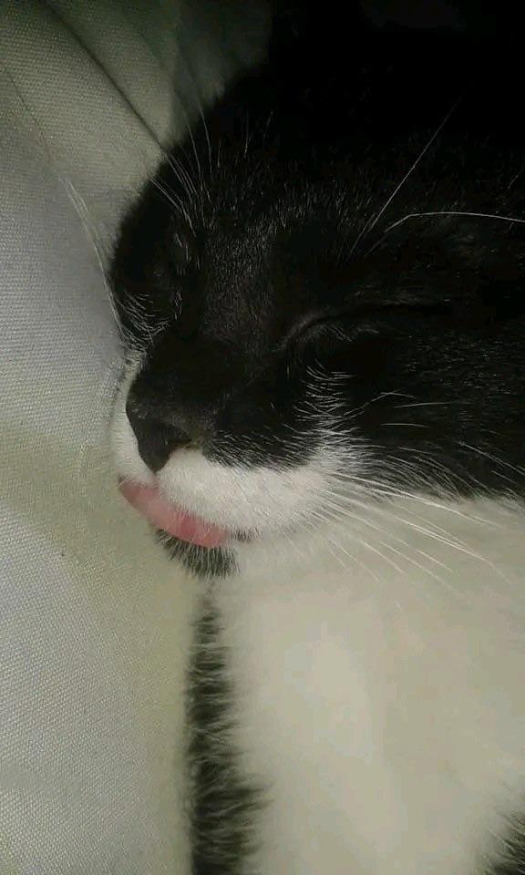 I know how to blep while asleep | Scrolller