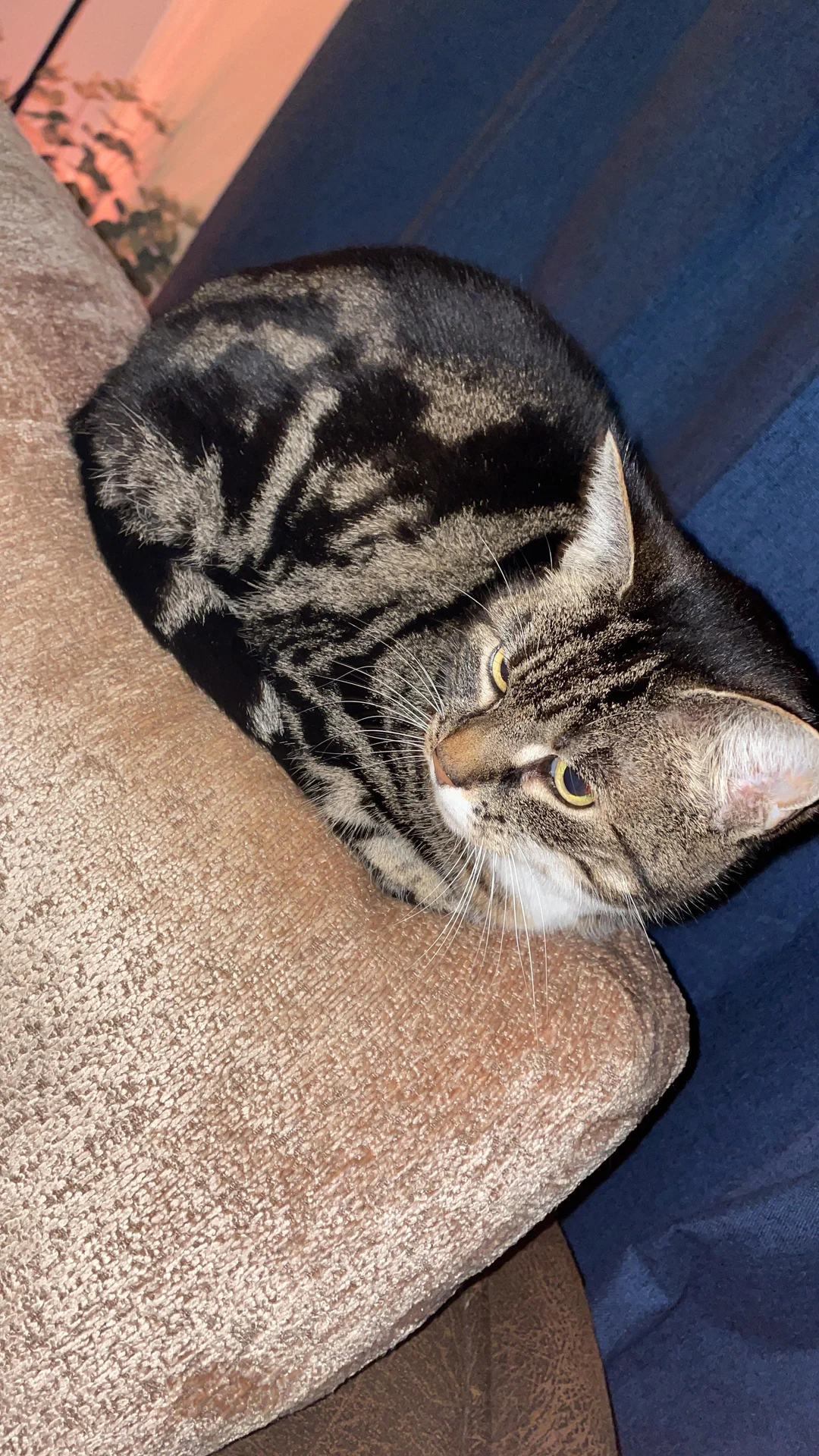 Loaf check what’s the score? | Scrolller