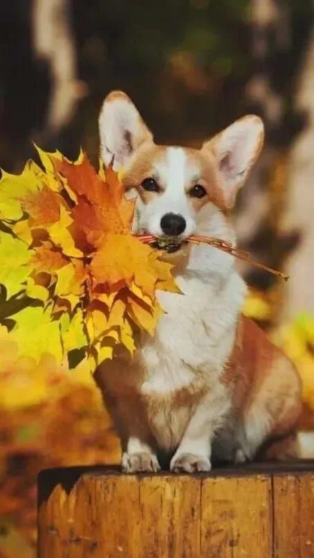 This Cute Pembroke Welsh Corgi 🐶 | Scrolller