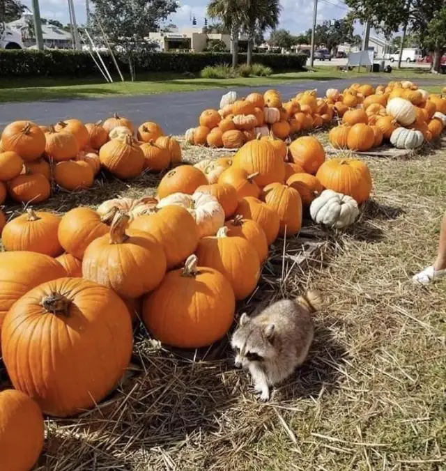 Pumpkin :3 | Scrolller