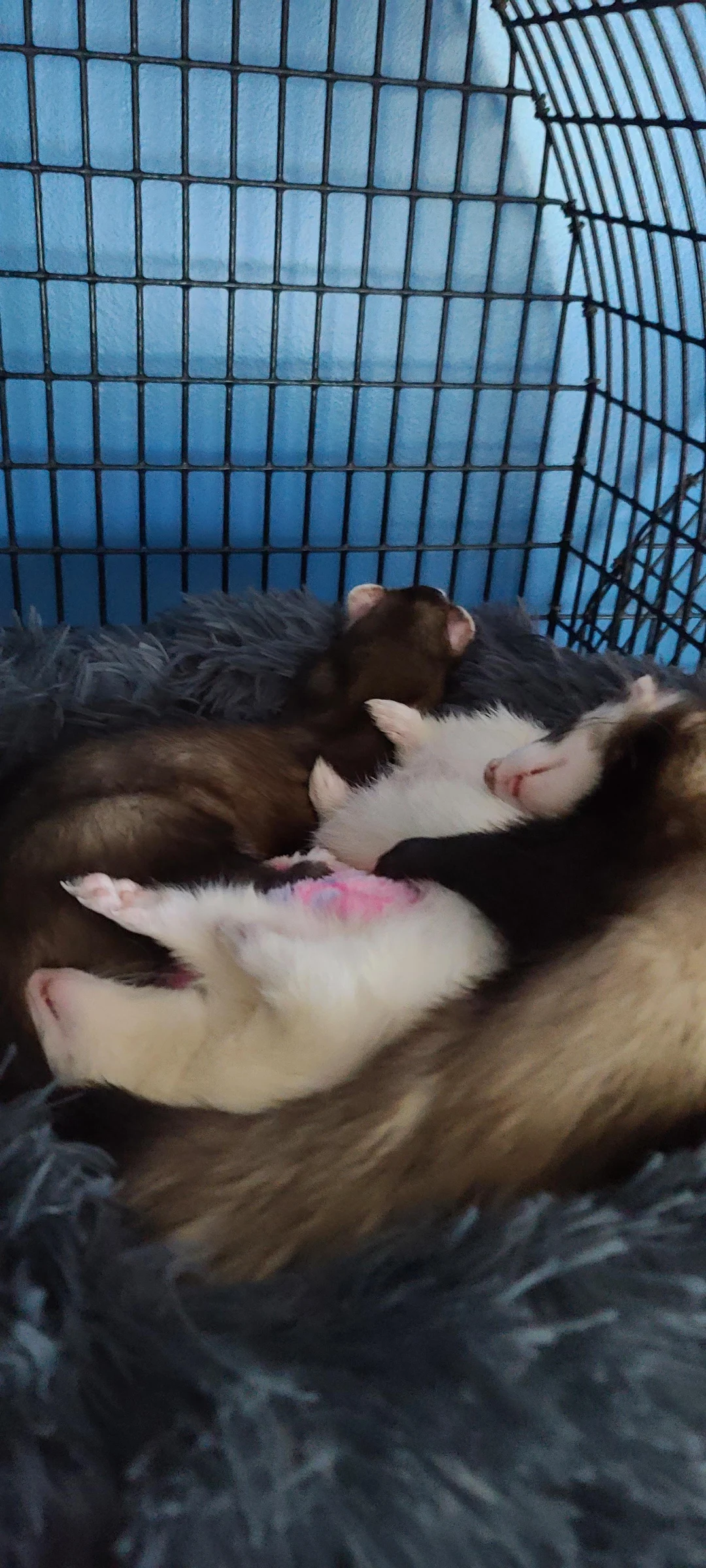 morning naps | Scrolller