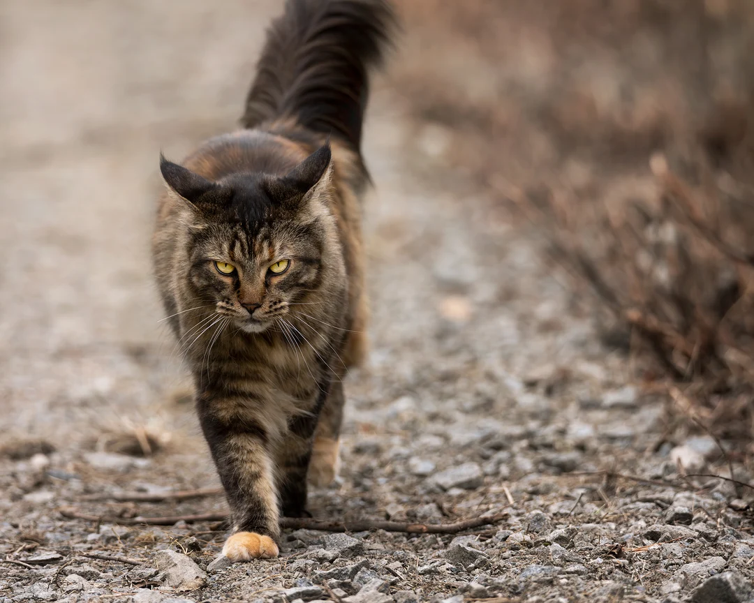 The Wanderer 🤎 | Scrolller