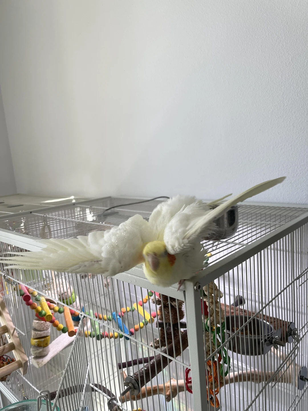 Spray bath. Very graceful | Scrolller