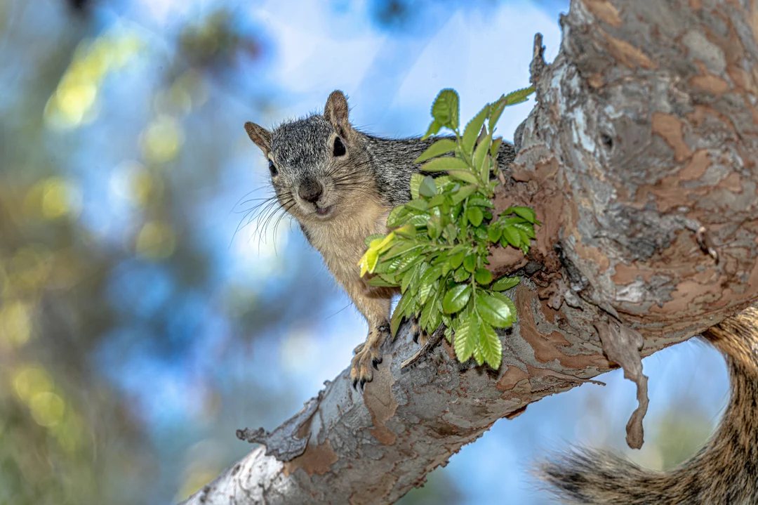 Peekaboo Squirrel | Scrolller
