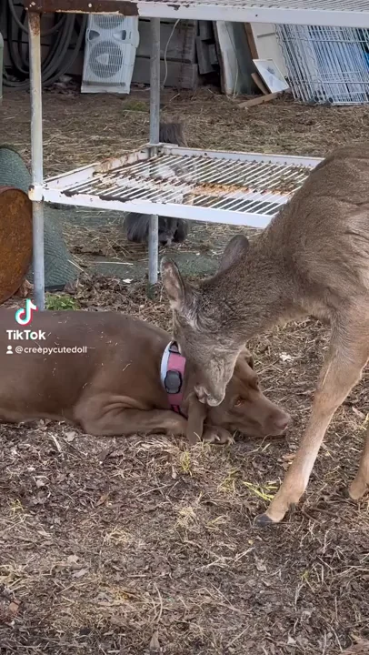 Love Hurts! | Scrolller