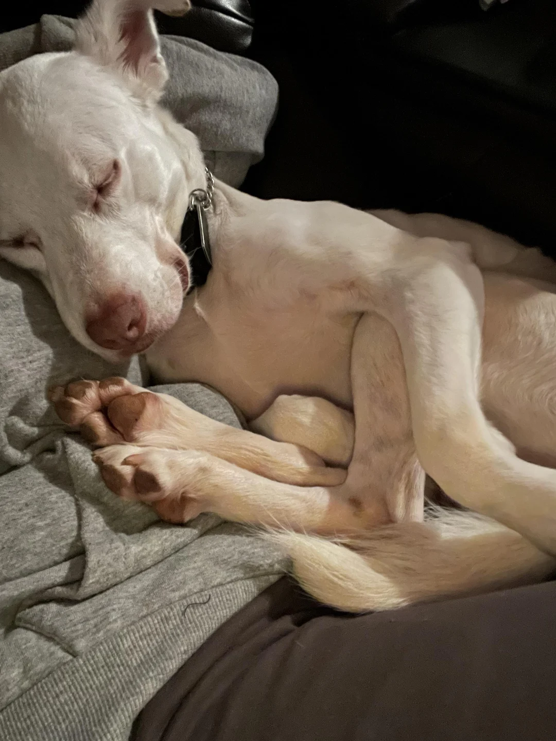 Pluto at night | Scrolller