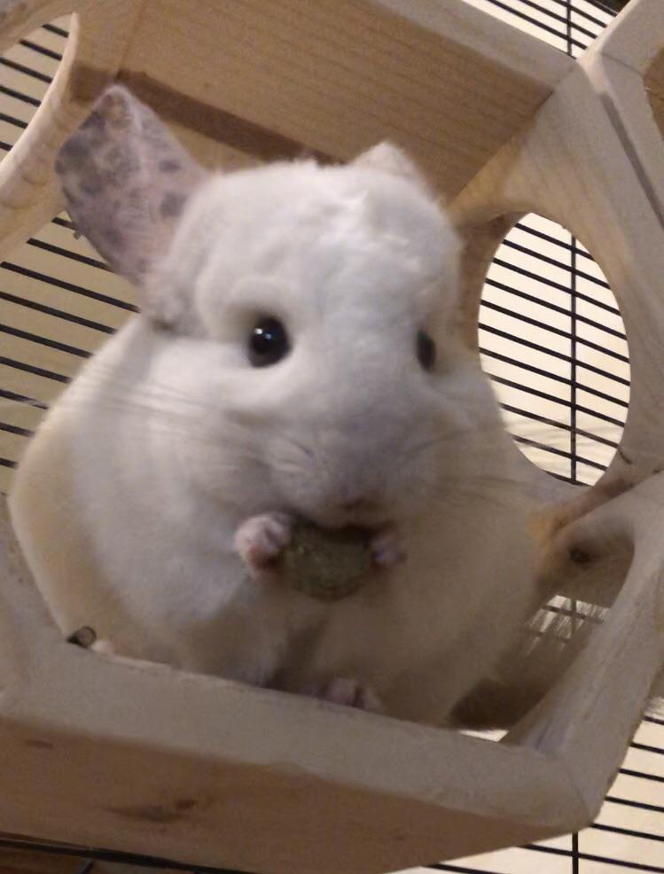 My 18-year-old chinchilla just chinchillin & eating his cookie | Scrolller