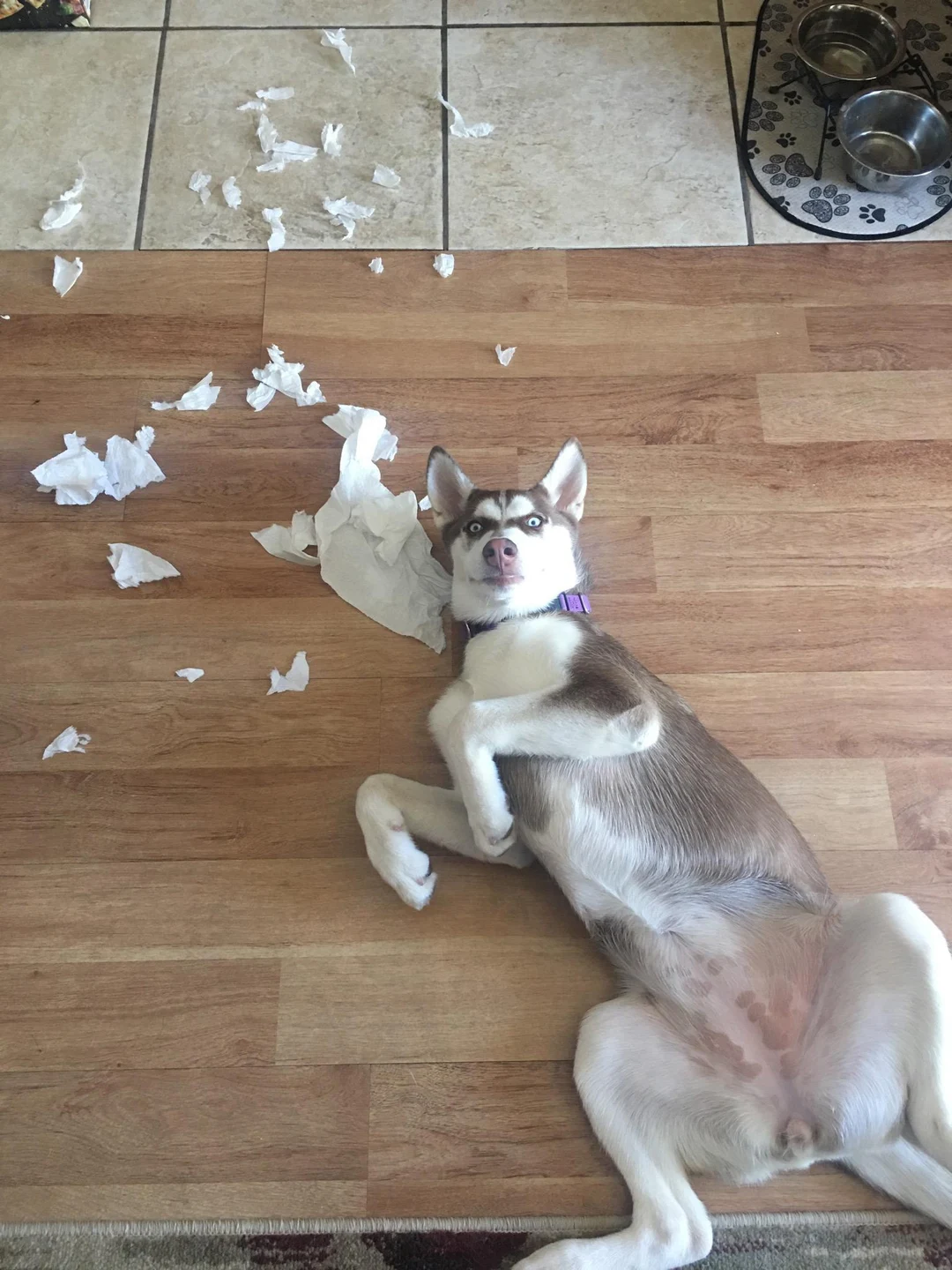 I snuck up on her while she was tearing up paper towels & she gave the least guilty face that I ...