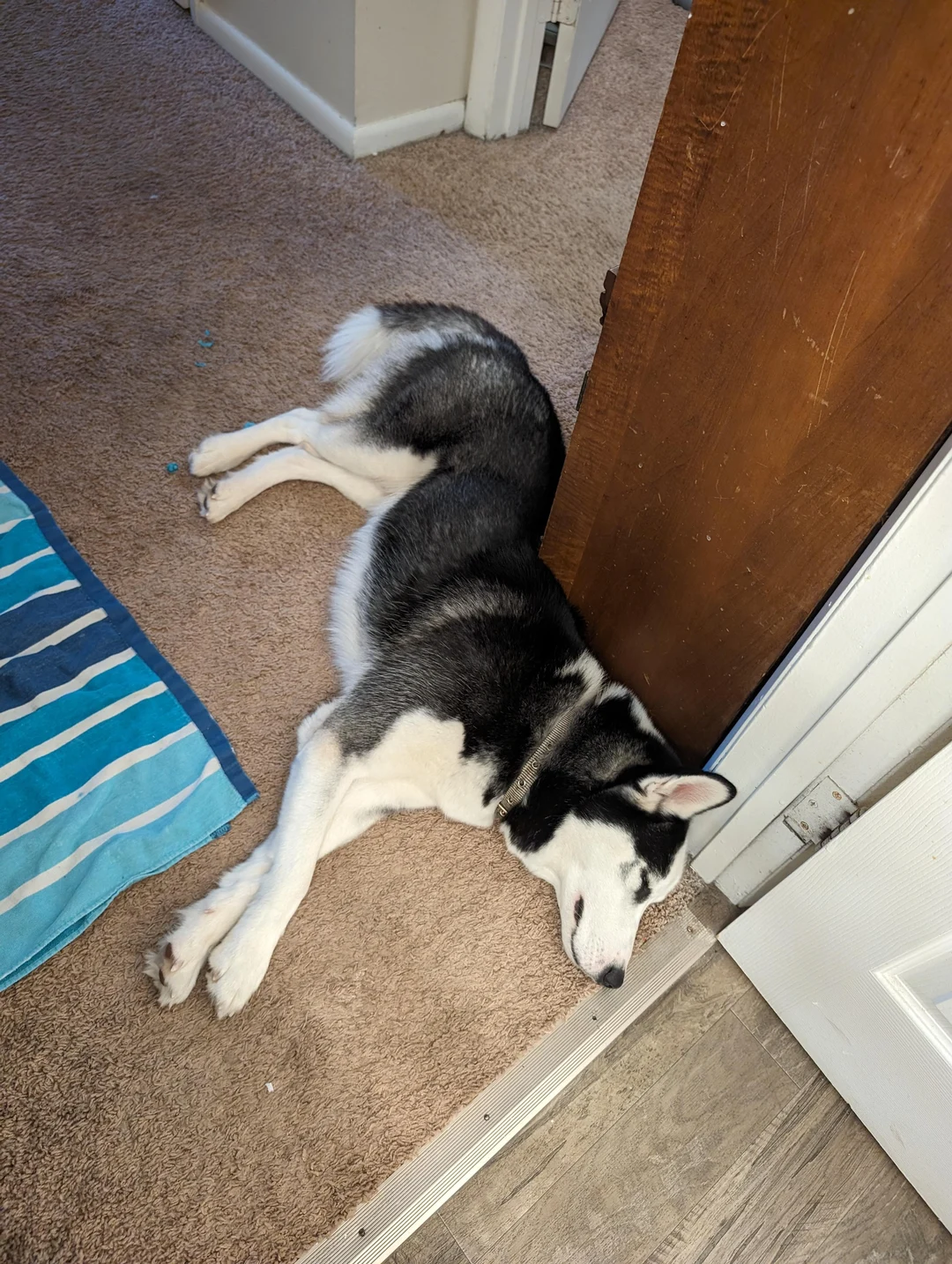 Husky Angles | Scrolller