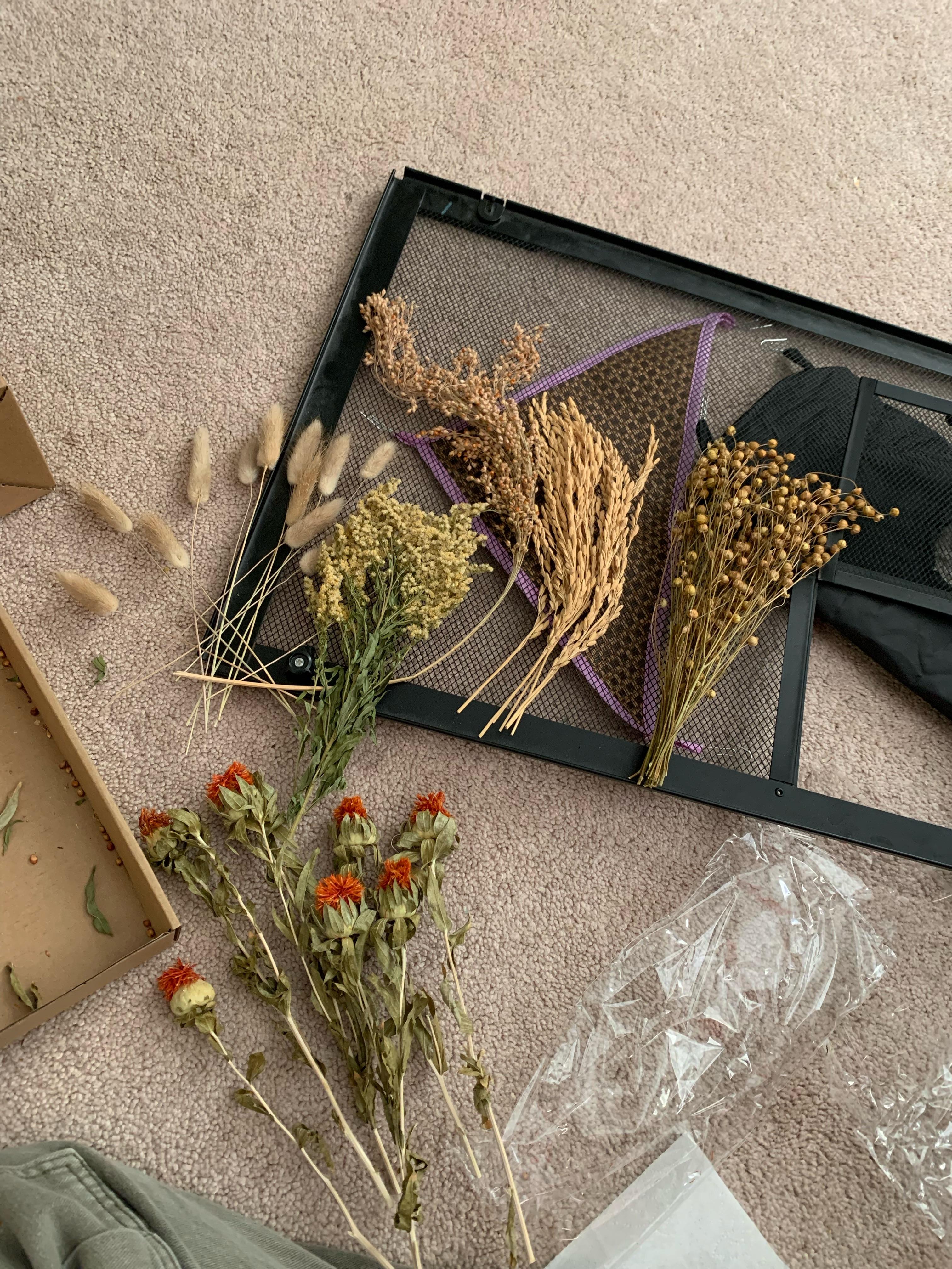 Mouse Forage | Scrolller