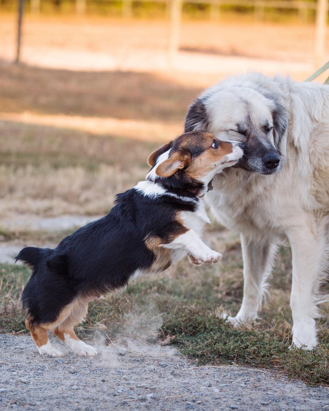 [OC] Corgi Boop | Scrolller