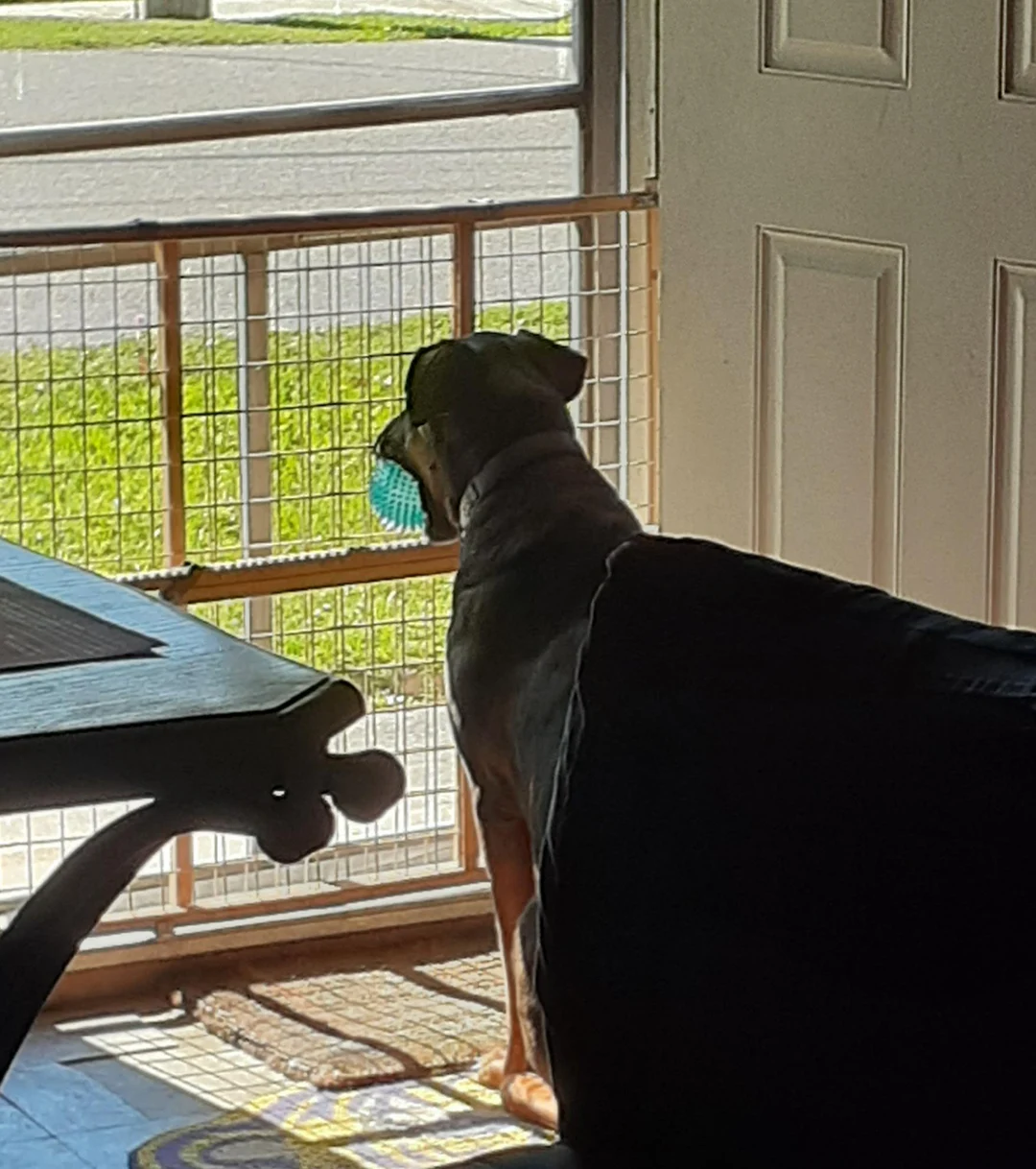 Her lookout ball | Scrolller