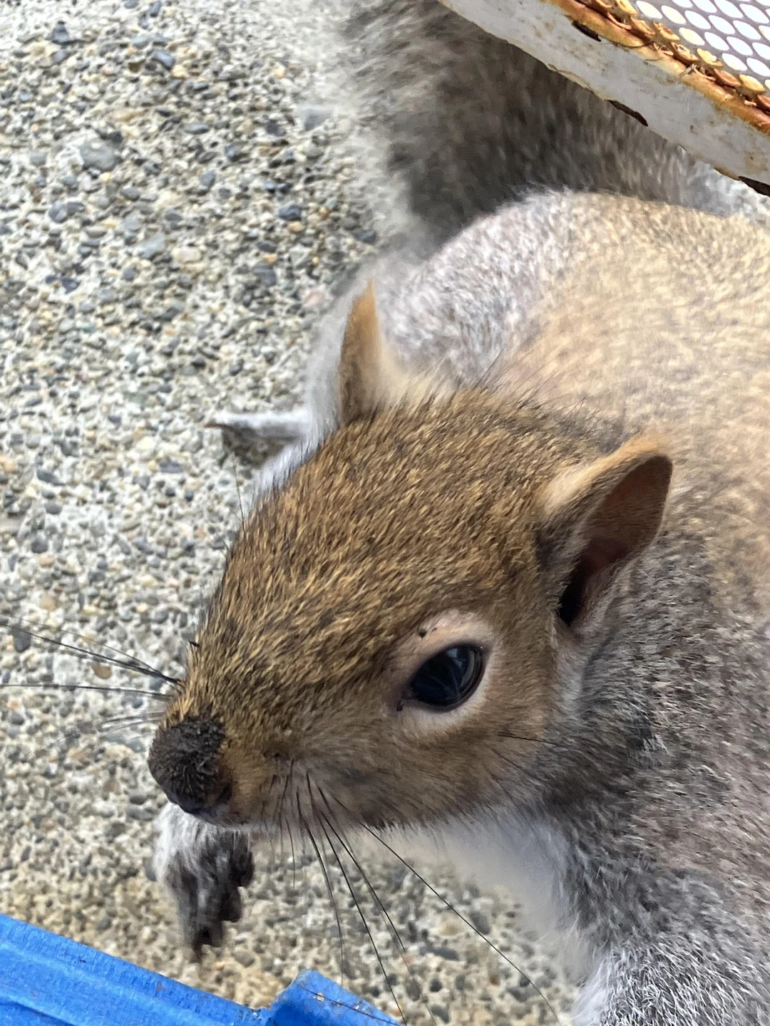 Smudge nose | Scrolller