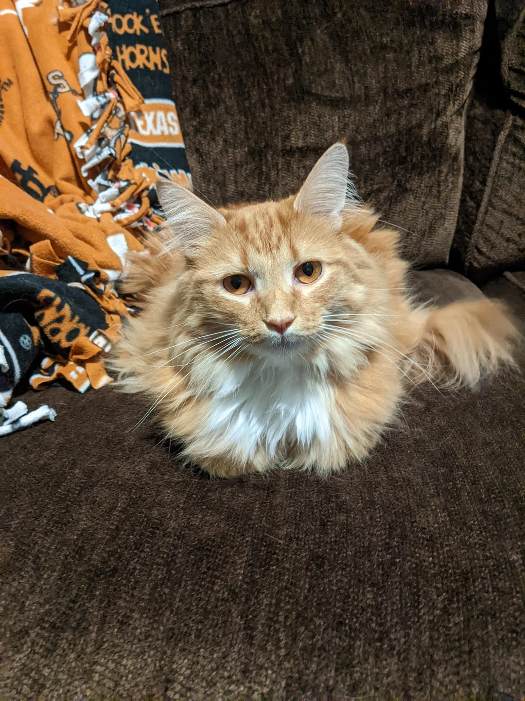 Fluffy loaf | Scrolller
