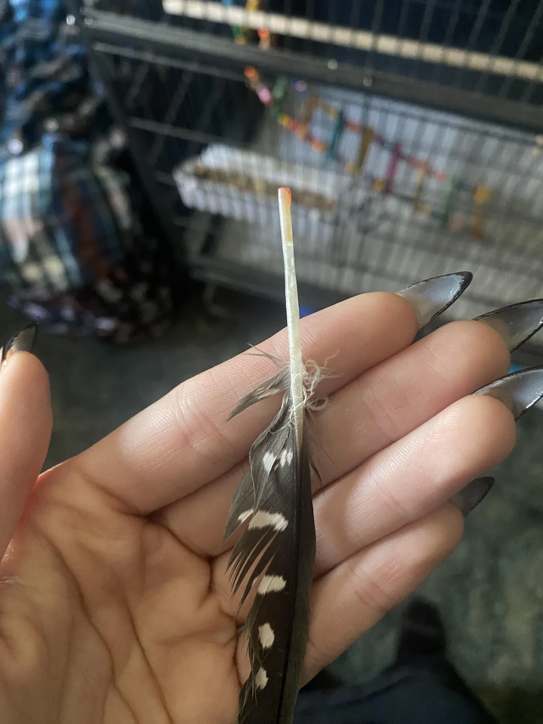 Advice/help asap!! | Scrolller