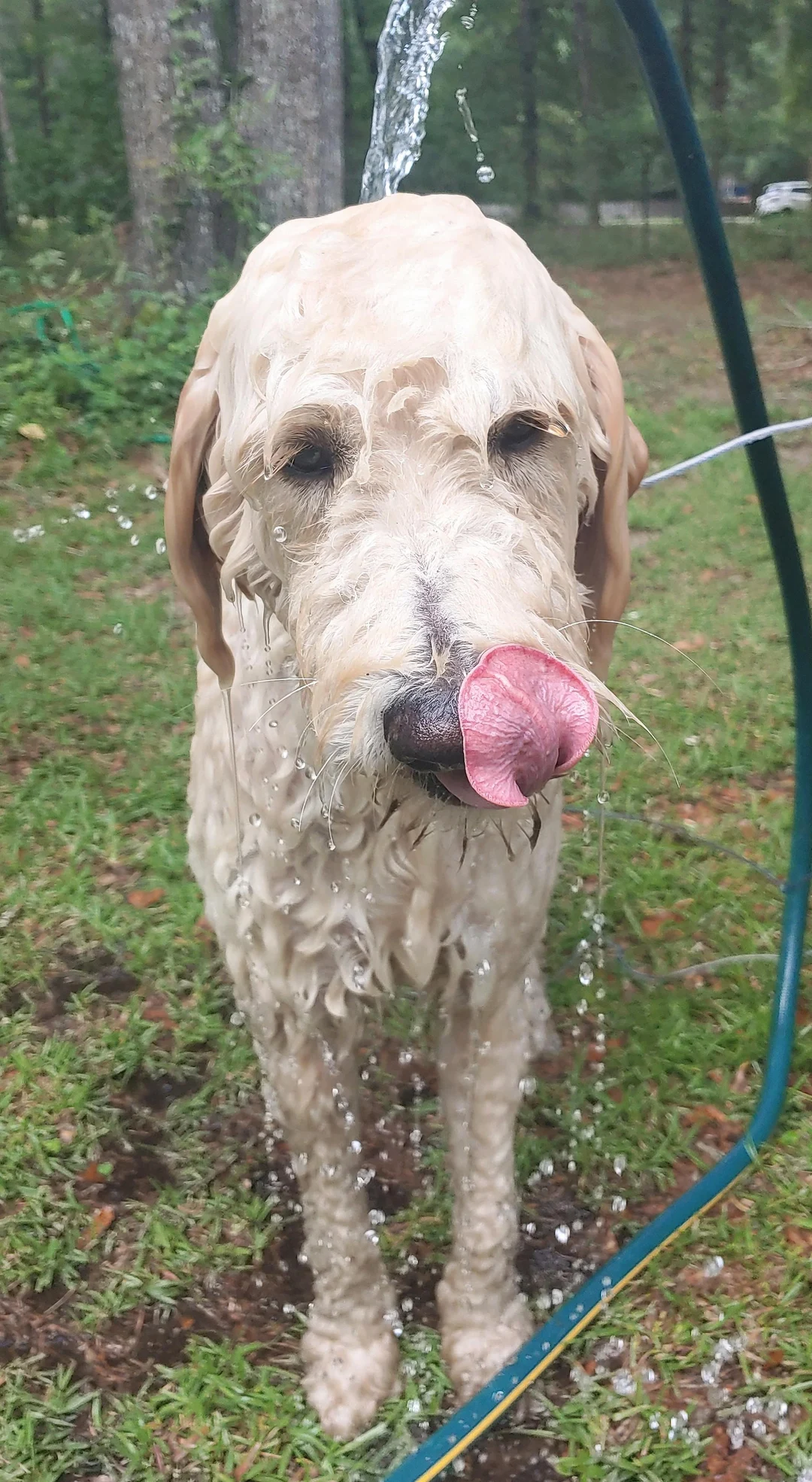 bath time blep | Scrolller
