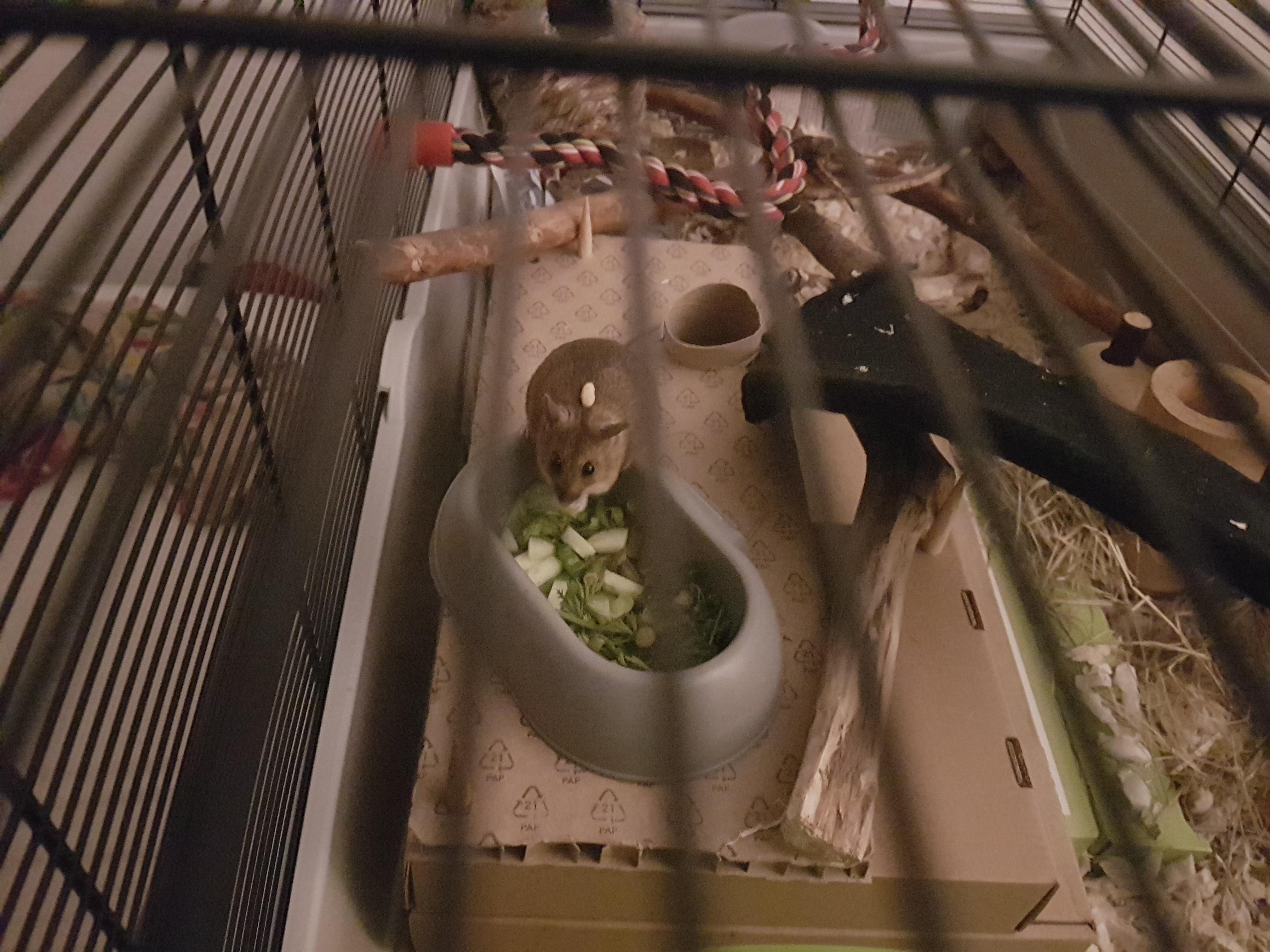 new game: balancing treats on their head | Scrolller