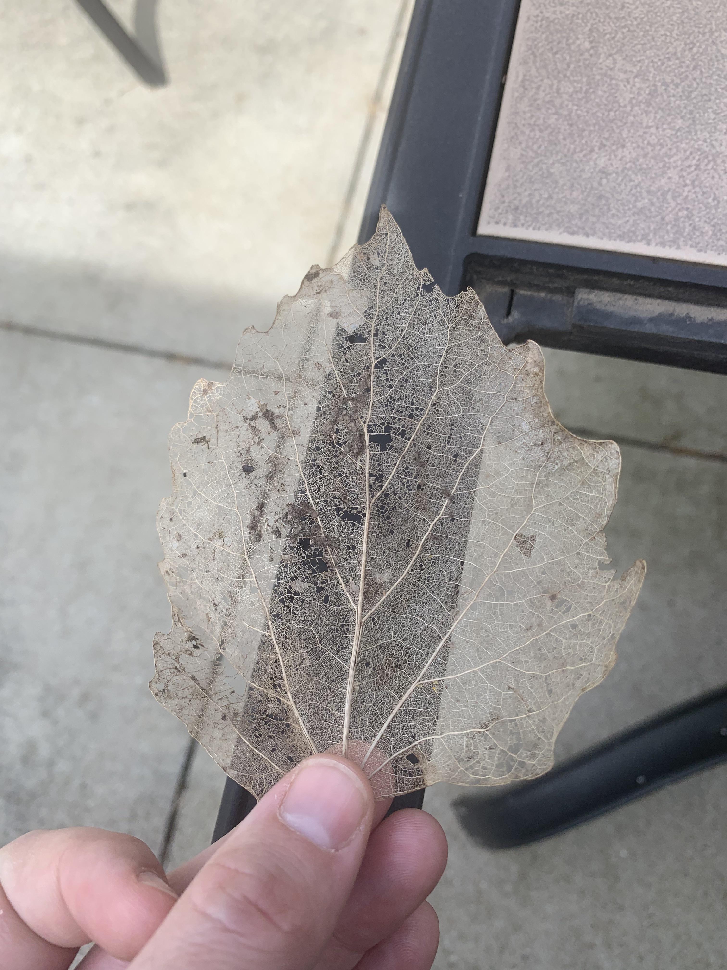 Translucent leaf | Scrolller