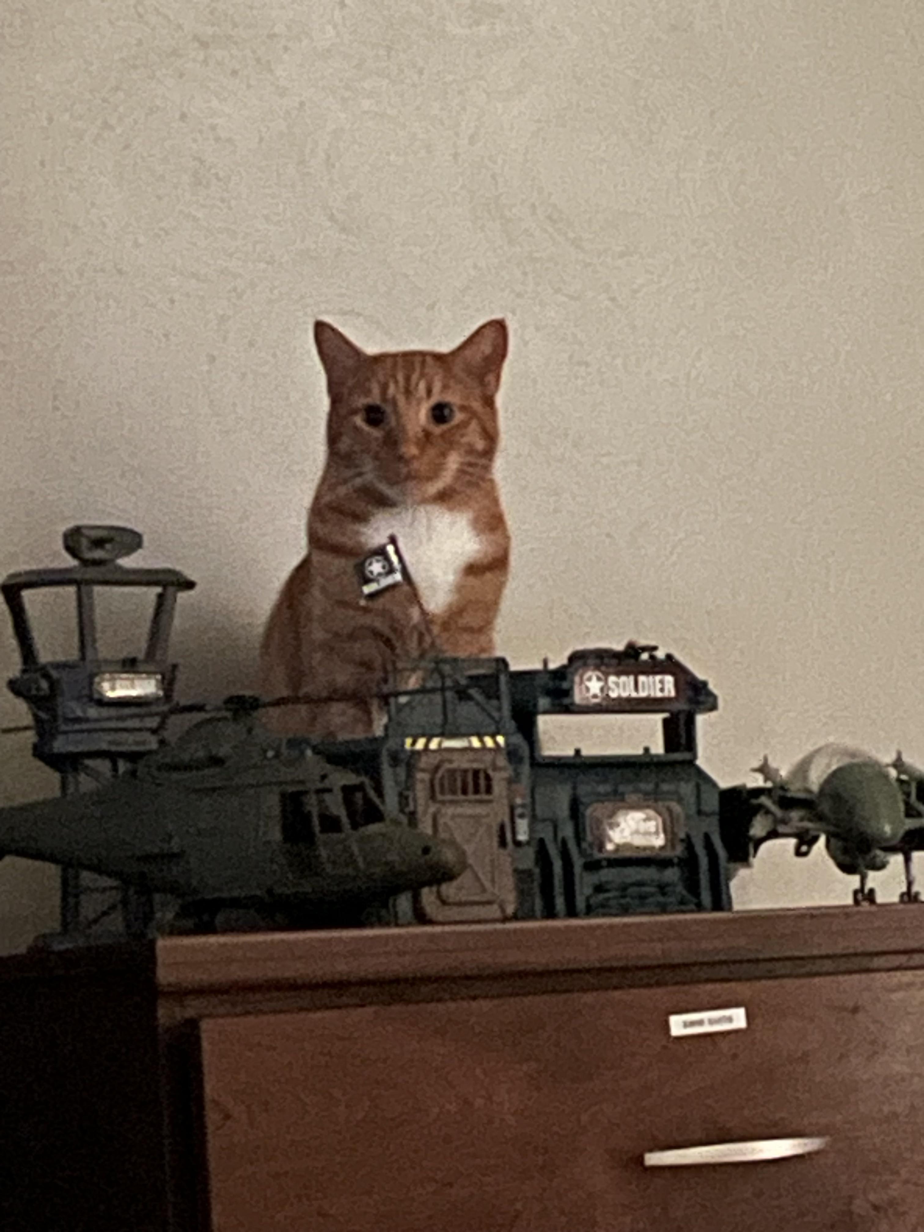 General cat overseer of the military | Scrolller