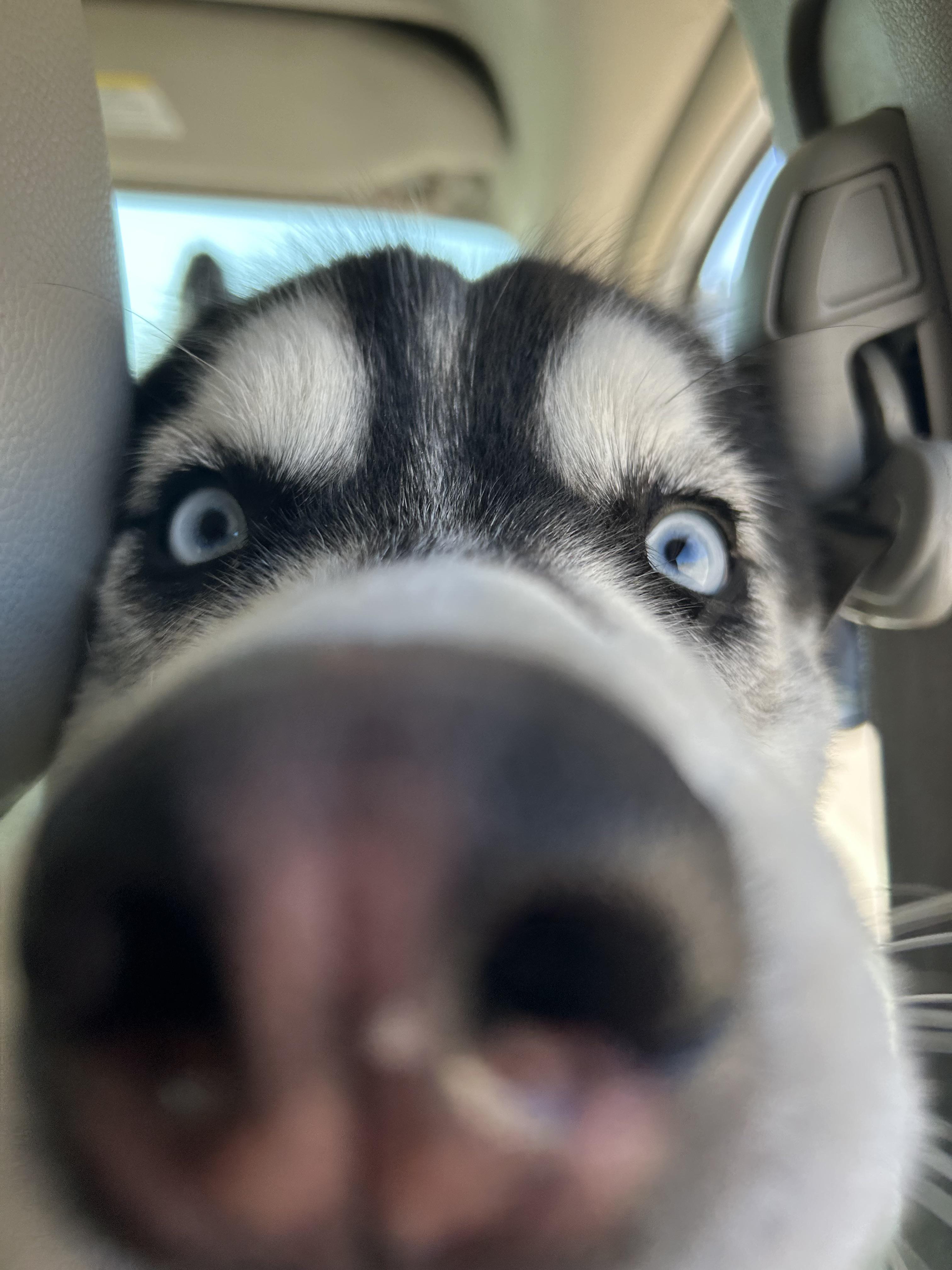 My Uber driver brought his Husky along for the ride today….easiest 5 ...