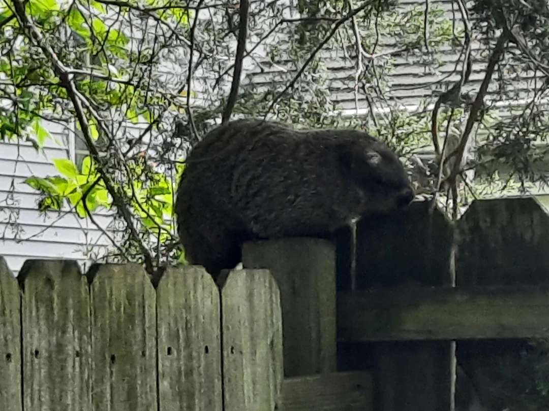 Groundhog takes a nap on my backyard fence 🤷‍♀️ | Scrolller