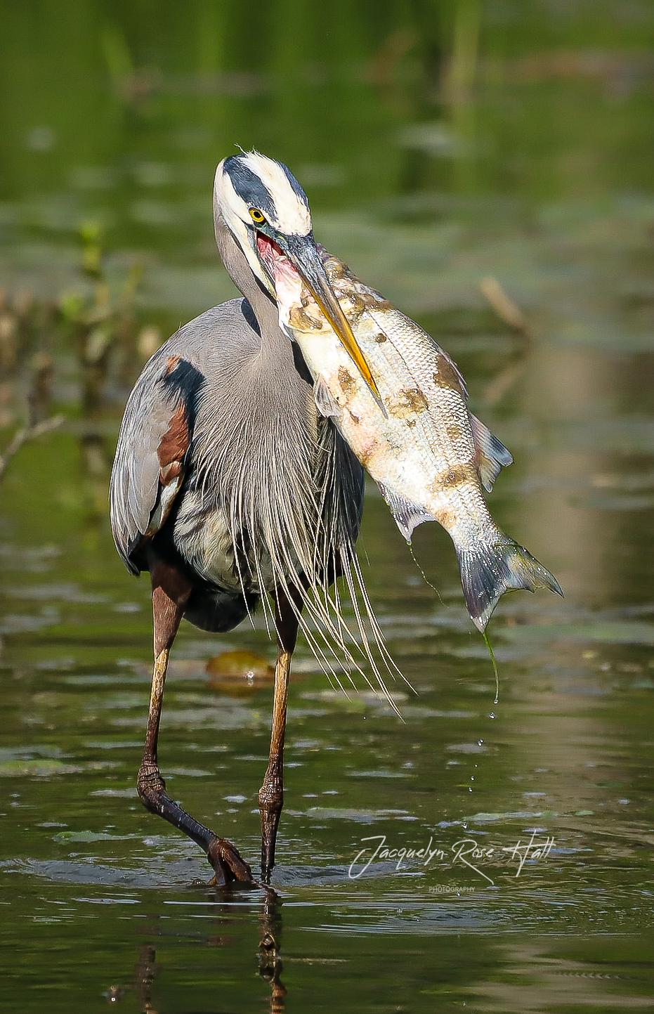 Great Blue Heron with a very large meal | Scrolller