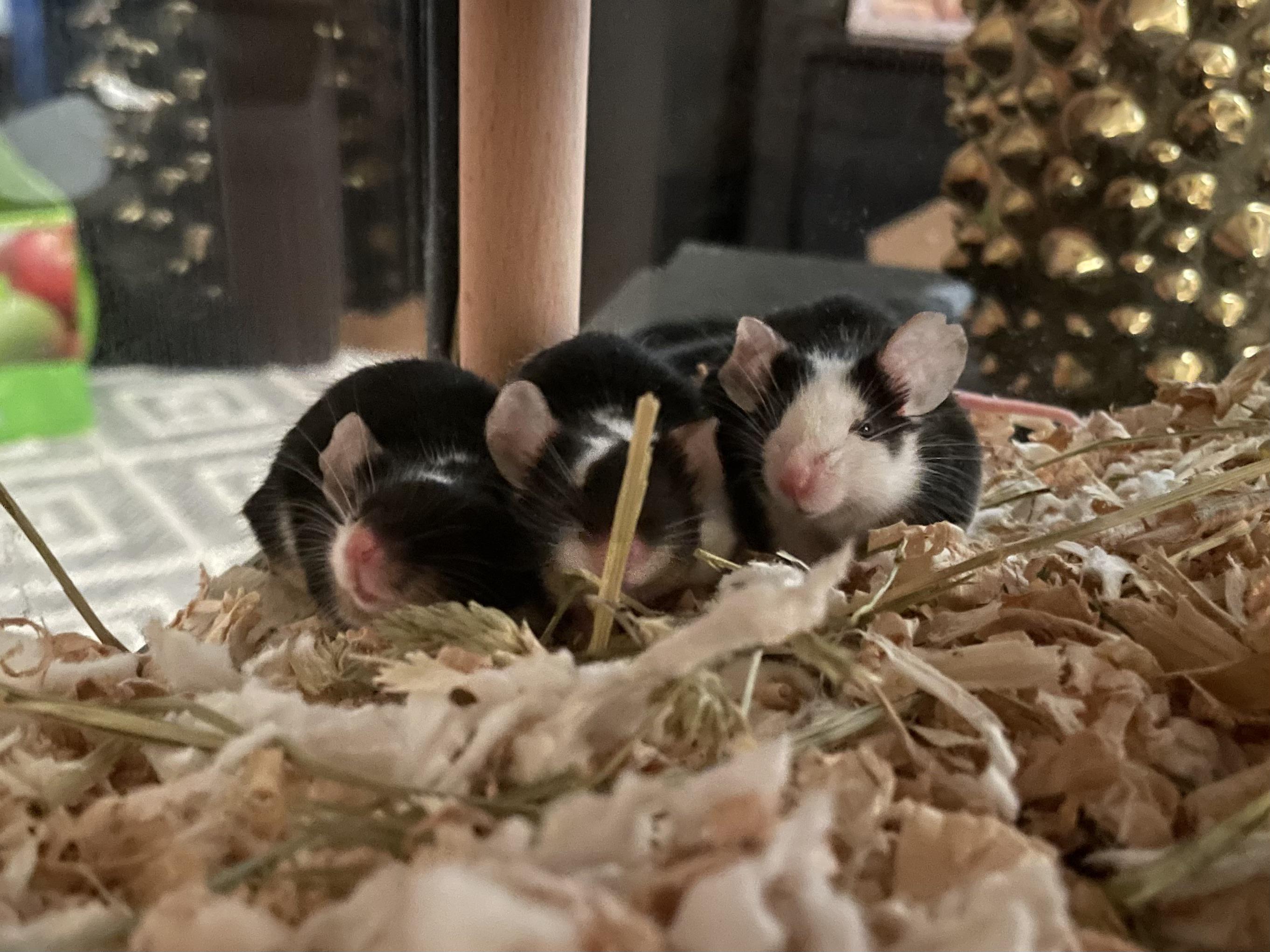 Cuddle puddle | Scrolller