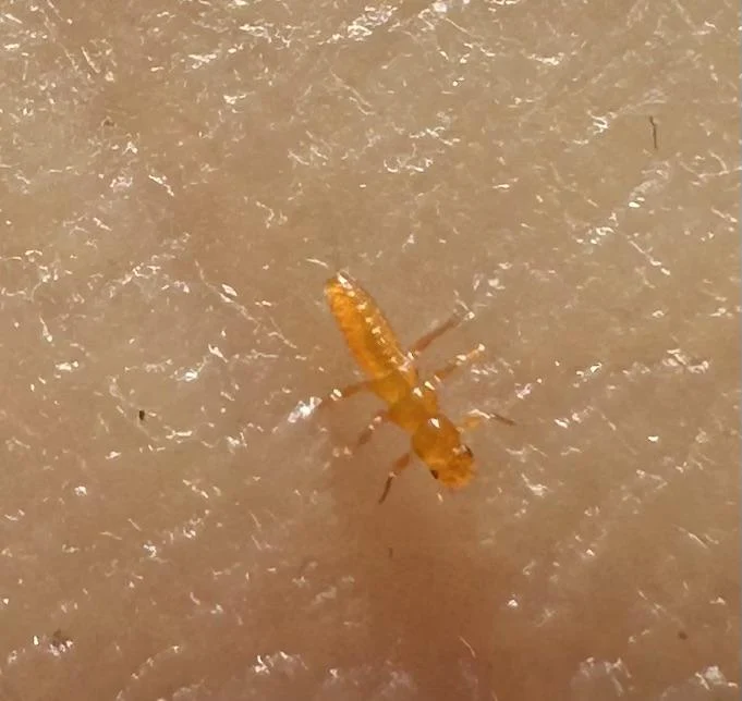 Does anyone know what these insects are? | Scrolller