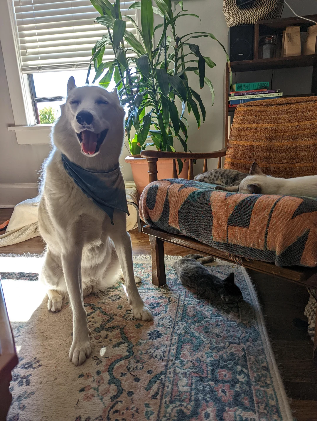 (OC) my sweet pup has been a great nanny to our foster kittens 💖 | Scrolller