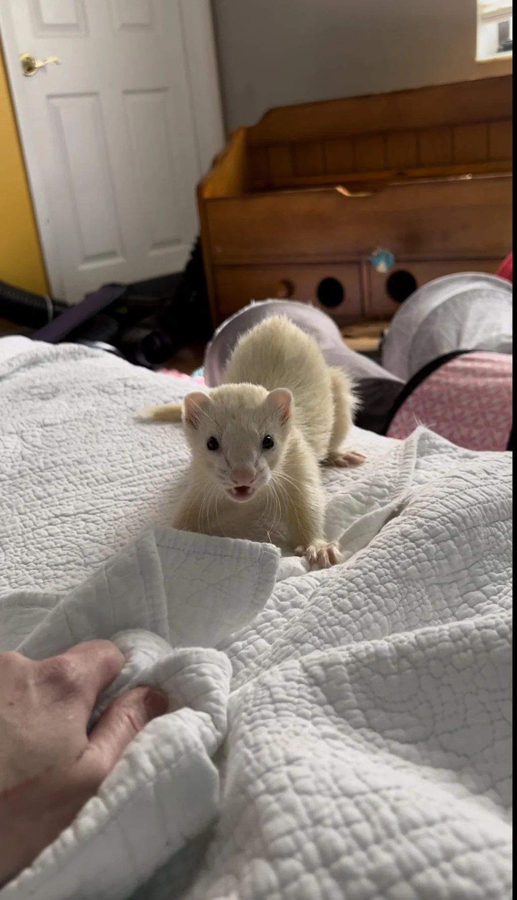 Stu stalking the blankets, danger noodle! | Scrolller