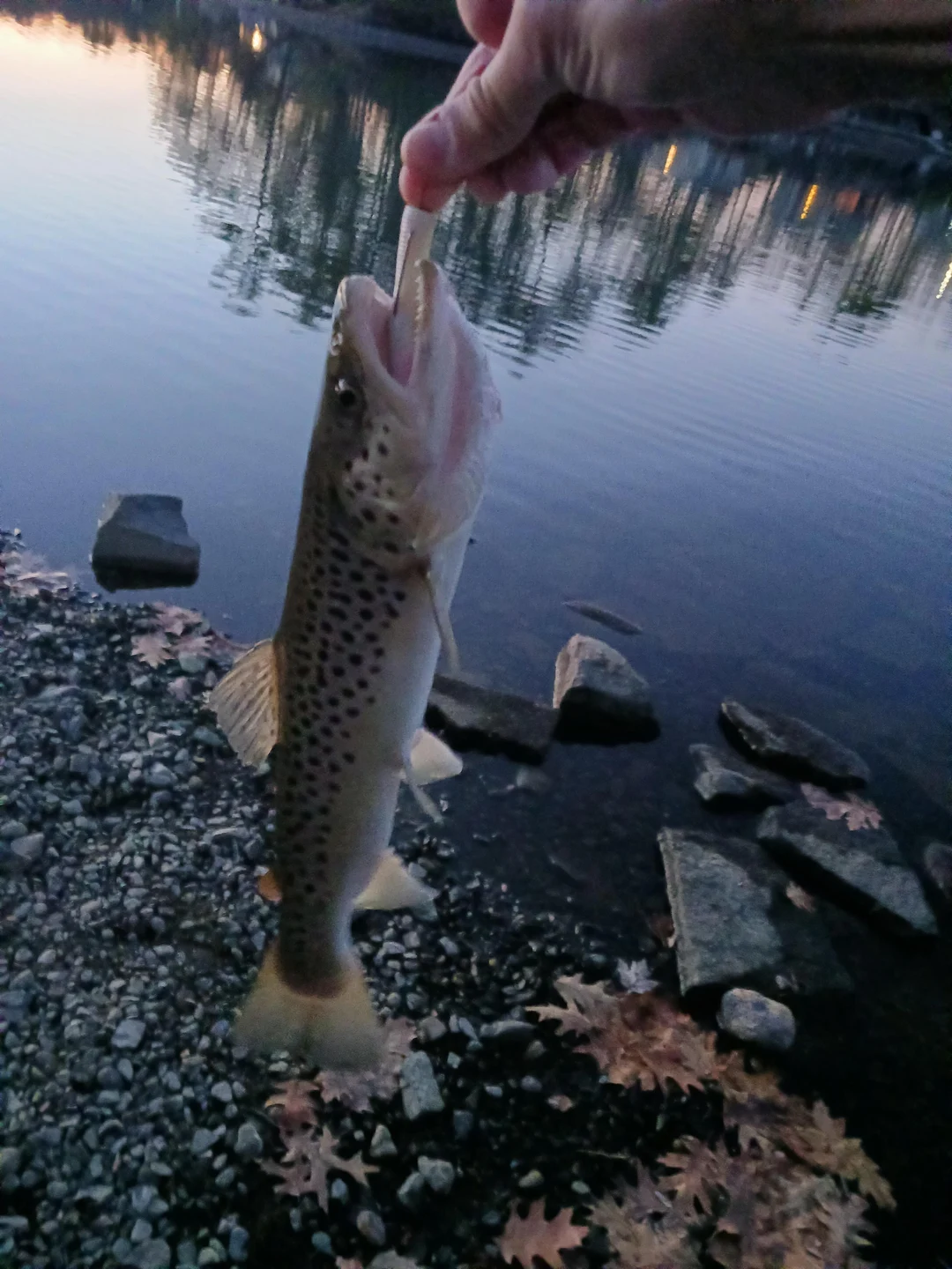 What is this fish? | Scrolller