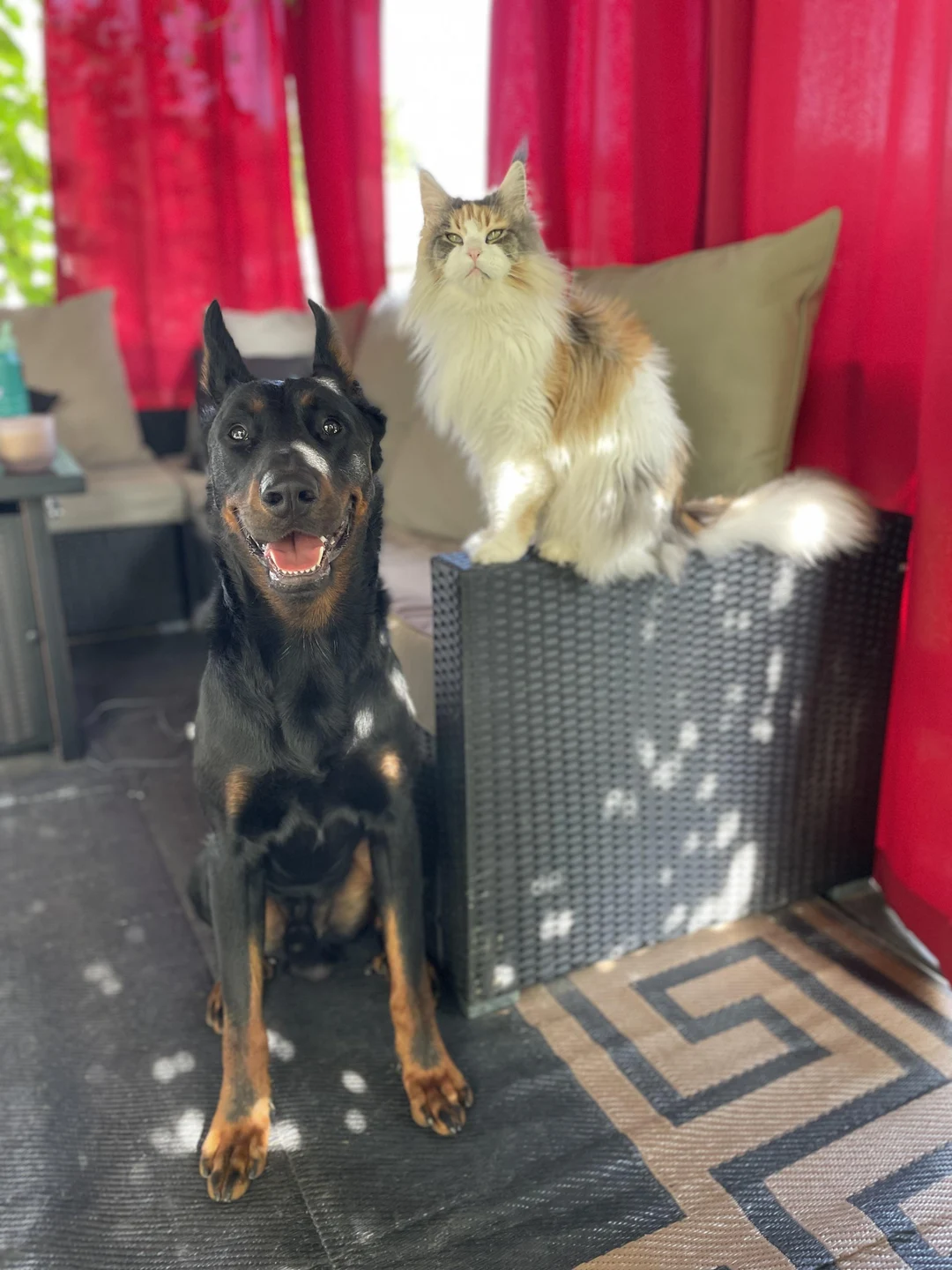 K and her loyal servant | Scrolller