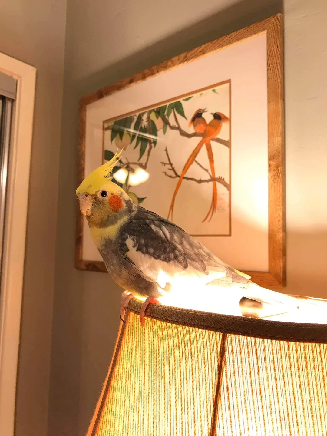 Warming his ass on the lamp. | Scrolller
