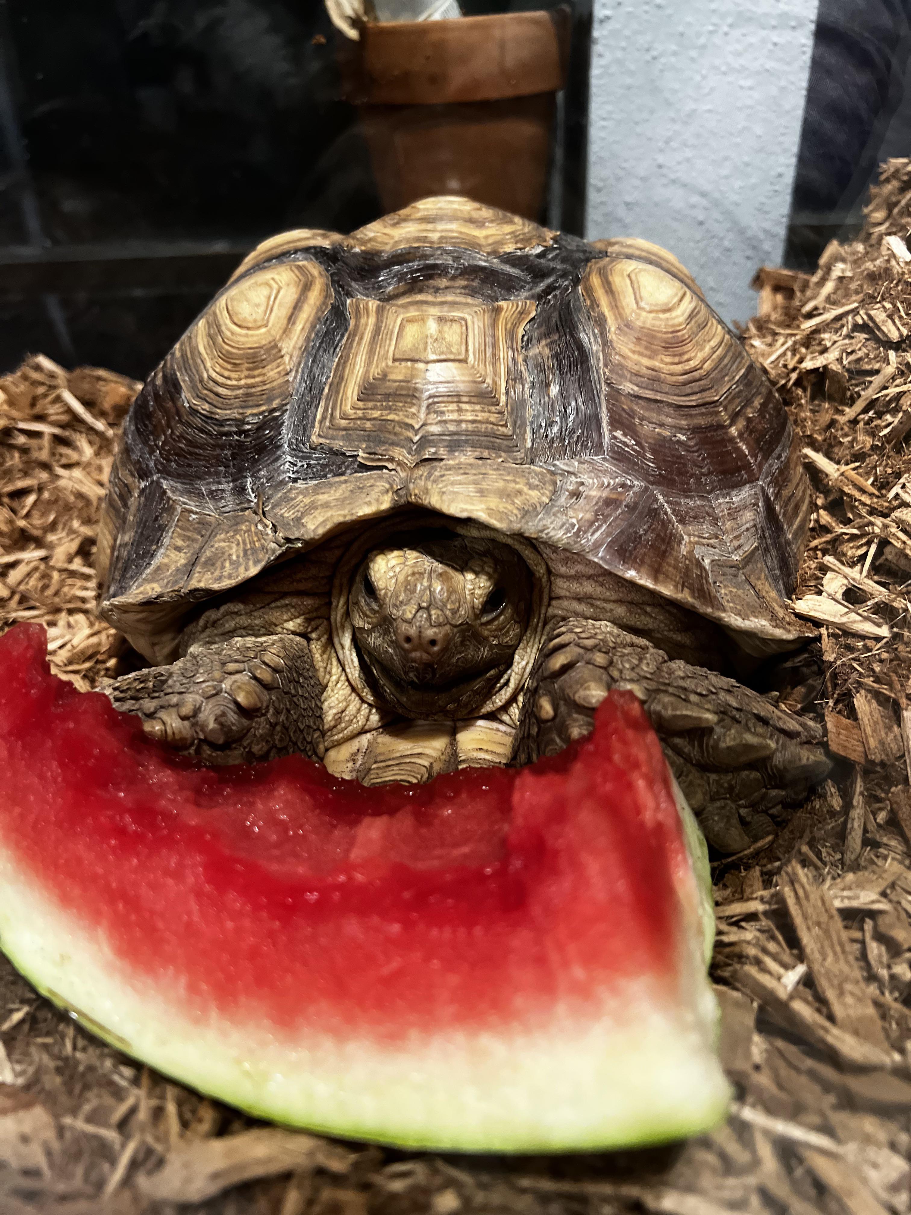 Samson gets dessert | Scrolller