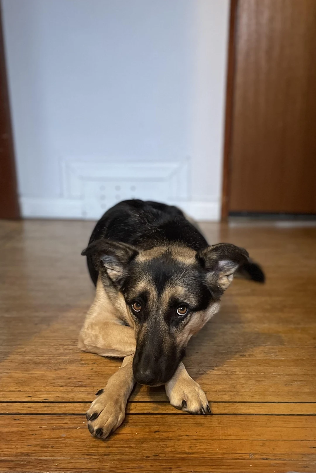 Sarge, the best rescue boy, a German shepherd | Scrolller