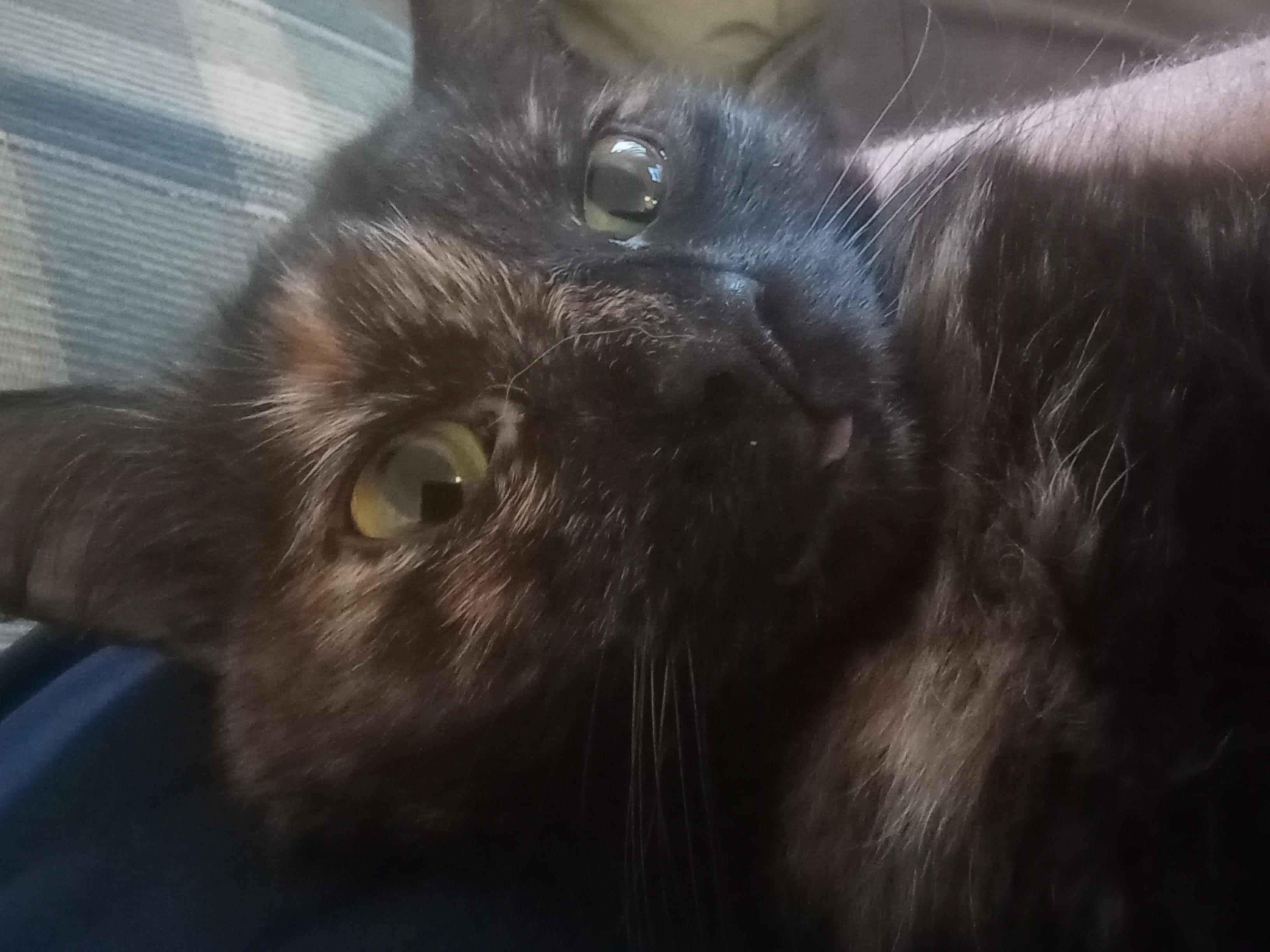 A Tiny Blep From Saga | Scrolller