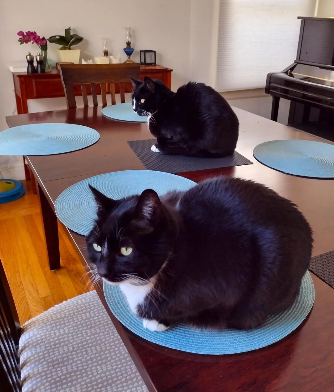 Synchronized Loafing in Formal Attire | Scrolller
