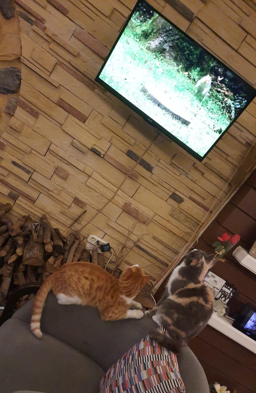 Husband and Wife watching TV | Scrolller