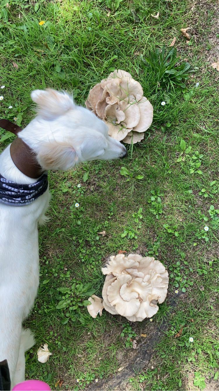 Identification | Scrolller