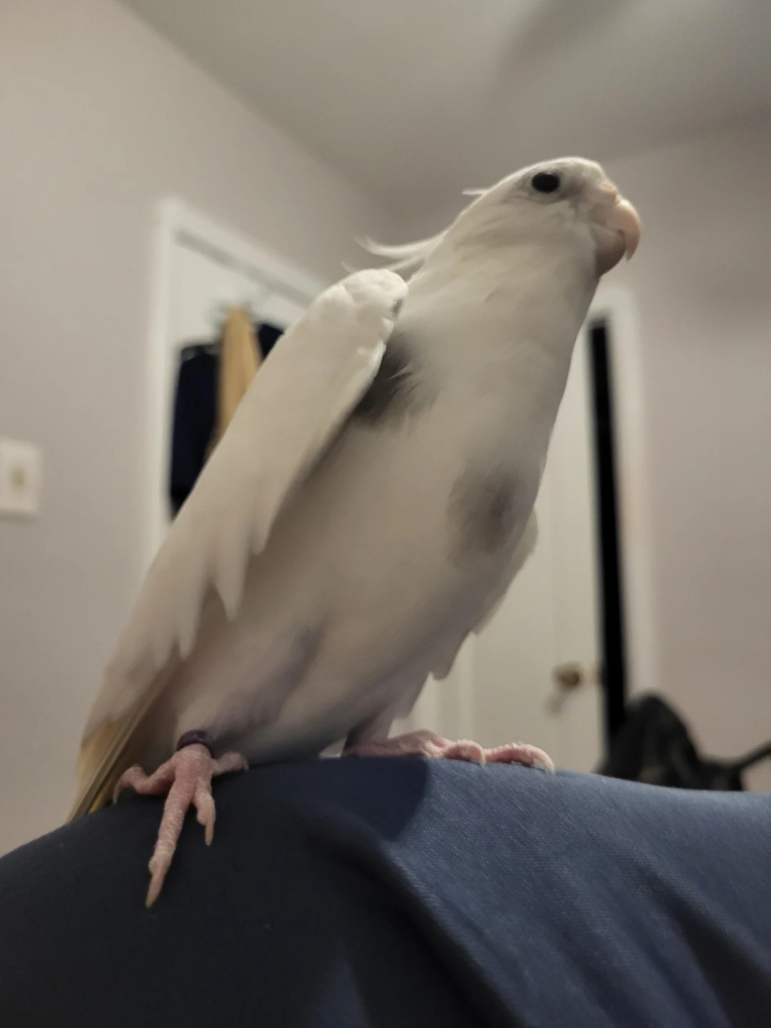 Loki striking a pose | Scrolller